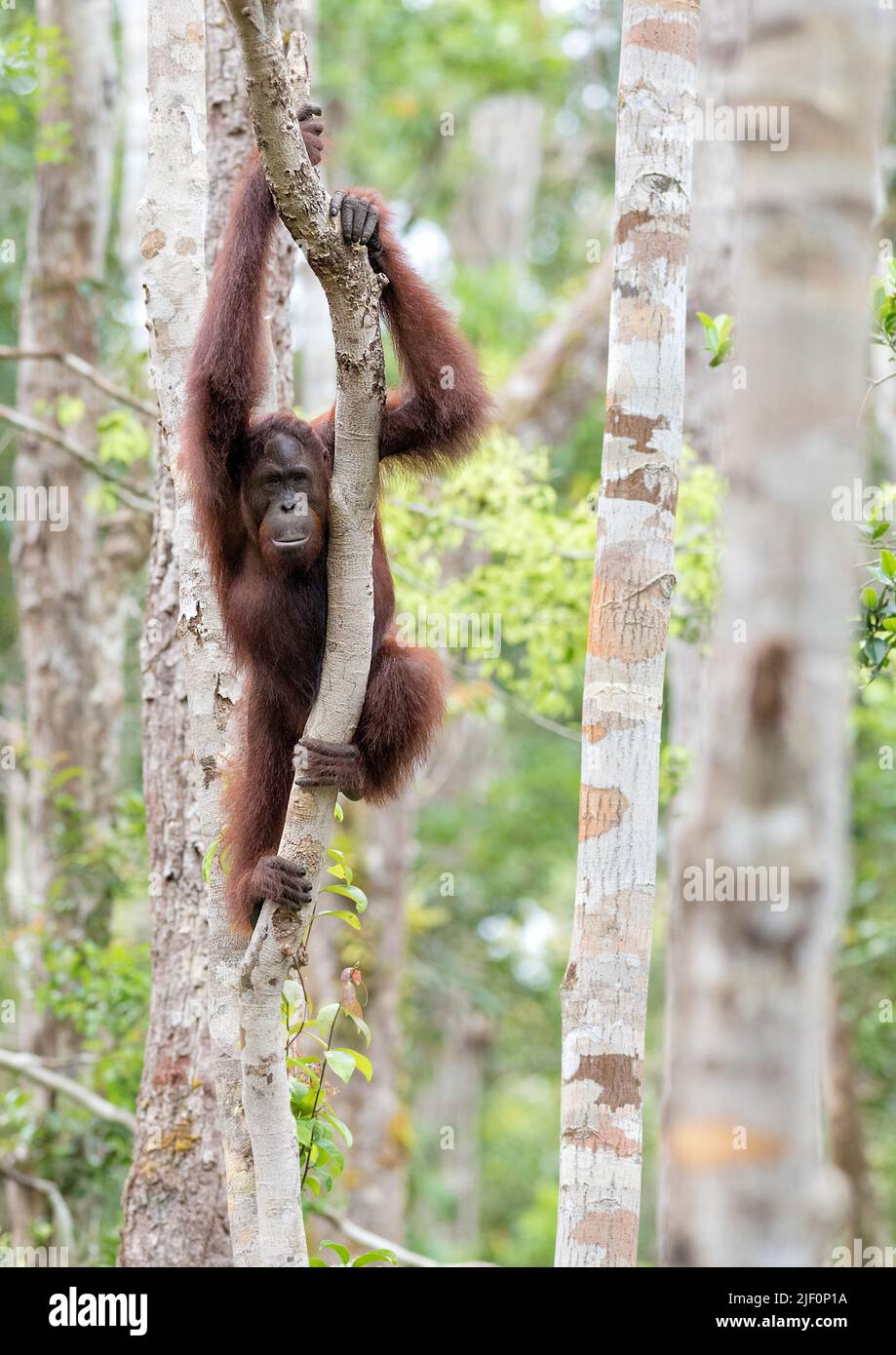 Borneo Orangutan (Pongo pygmaeus wurmbi) from Tanjung Puting National ...