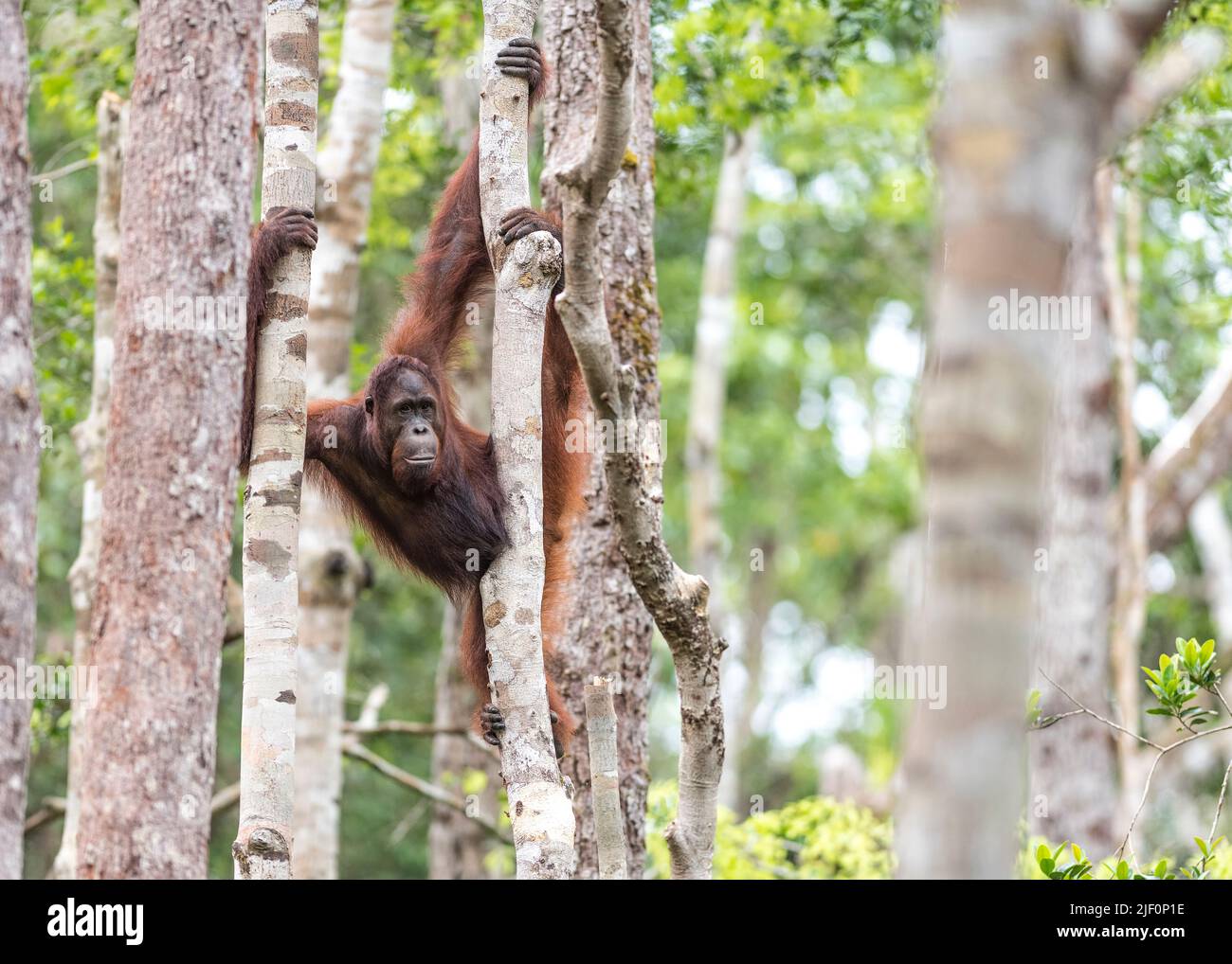 Borneo Orangutan (Pongo pygmaeus wurmbi) from Tanjung Puting National ...