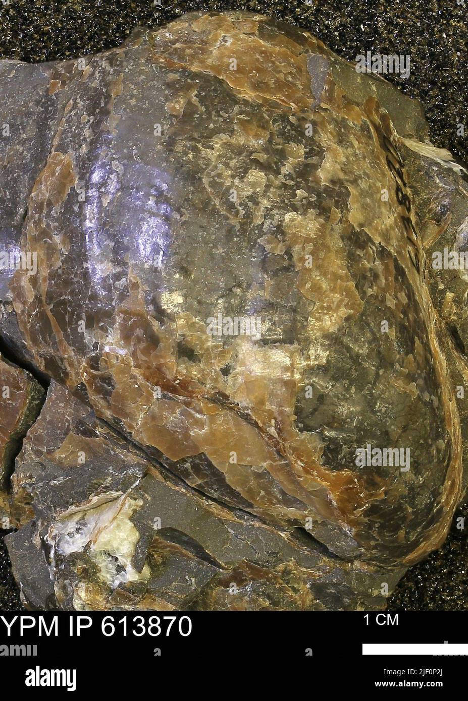 Inoceramus sp animalia hi-res stock photography and images - Alamy