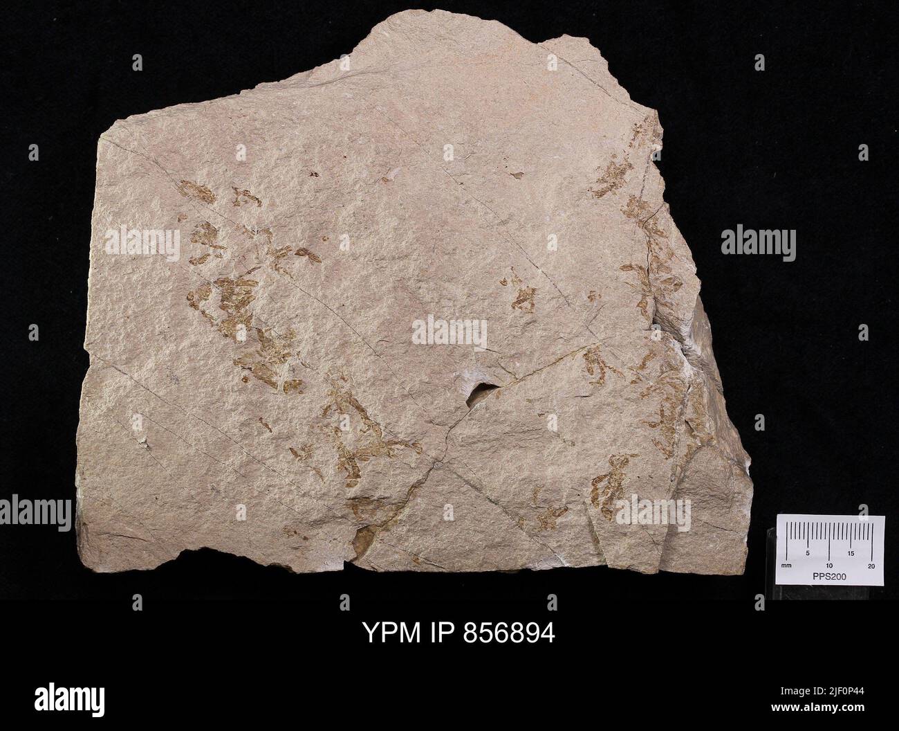 Callichimaera perplexa Luque et al., 2019 Stock Photo - Alamy