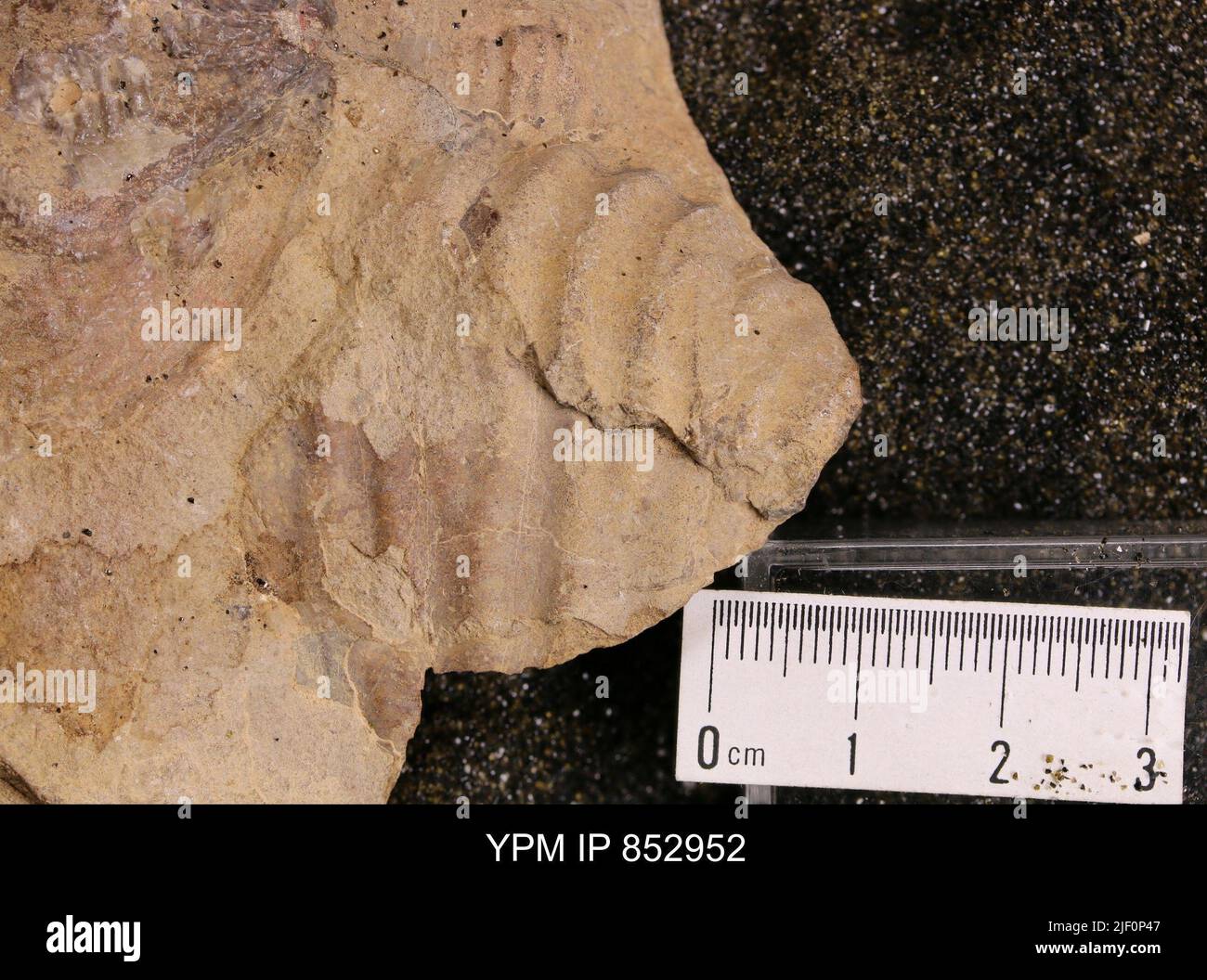 Inoceramus brogniarti animalia hi-res stock photography and images - Alamy