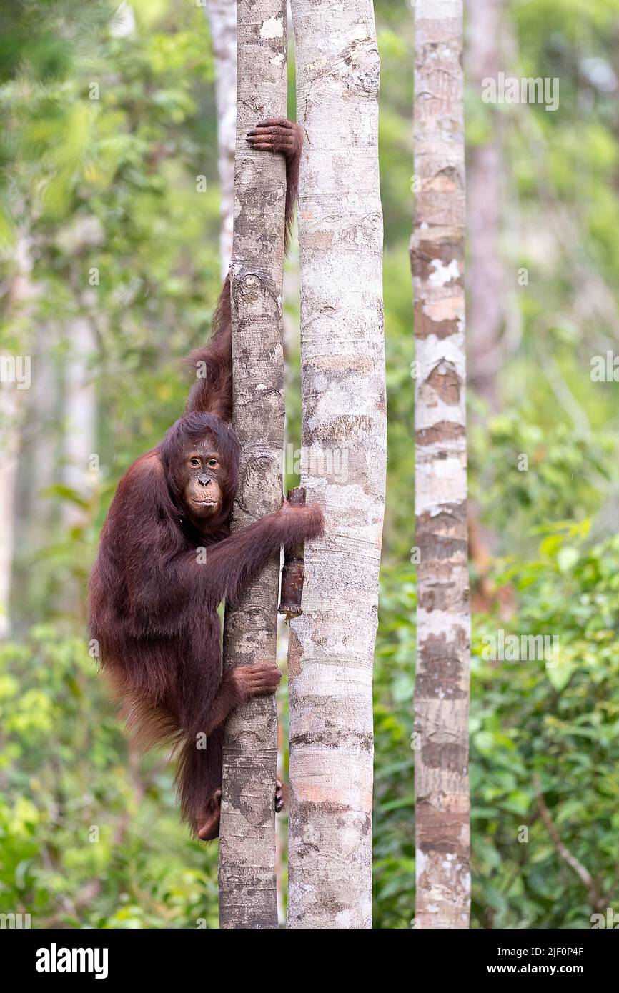 Borneo Orangutan (Pongo pygmaeus wurmbi) from Tanjung Puting National ...