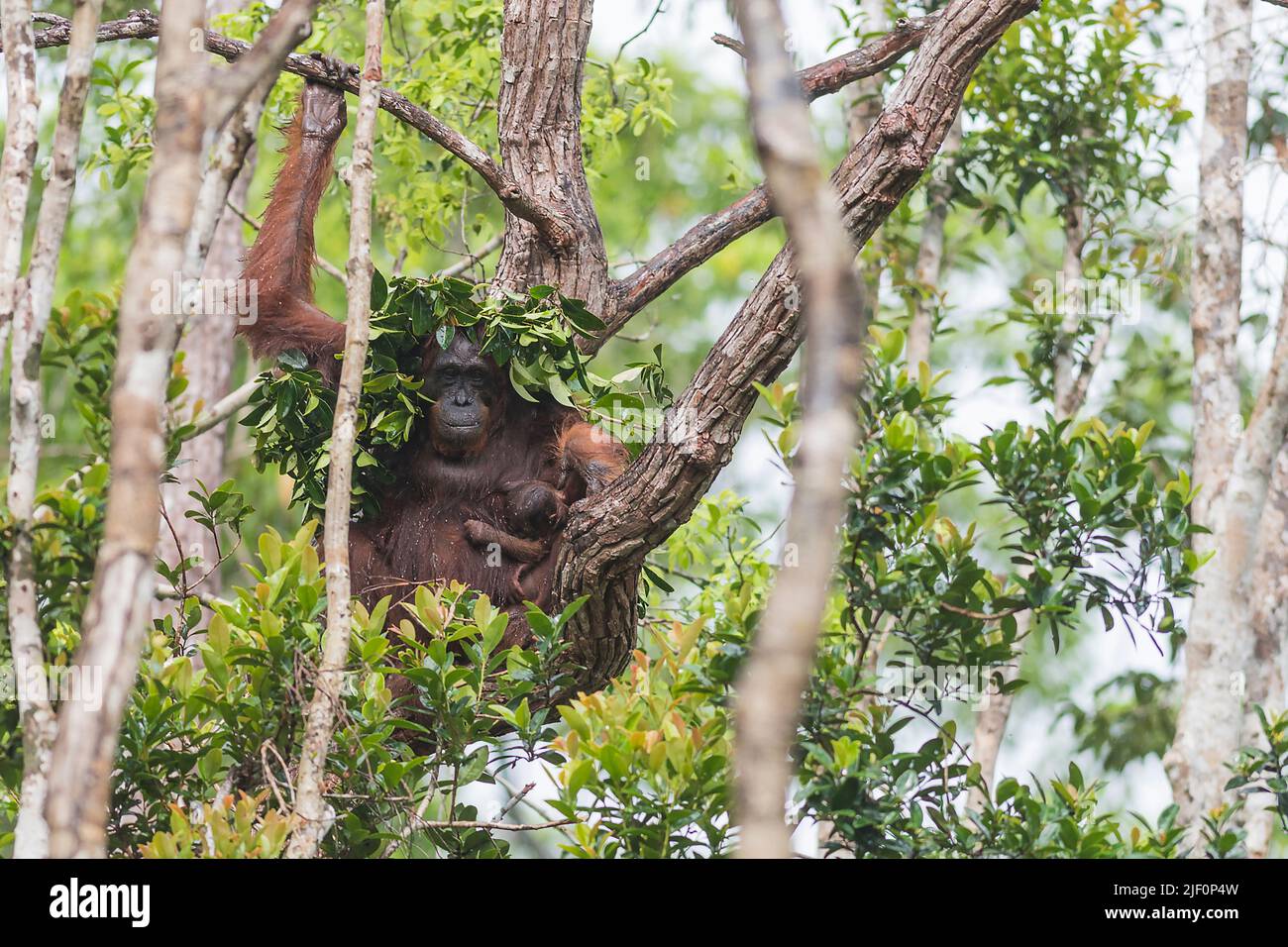 Borneo Orangutan (Pongo pygmaeus wurmbi) and it's tiny infant take ...