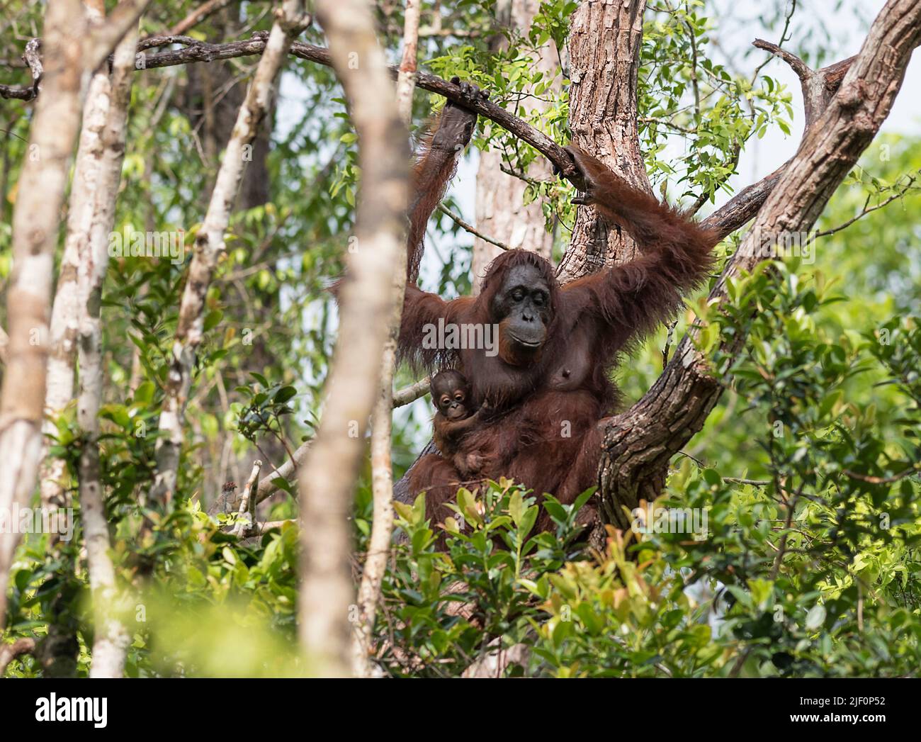 Borneo Orangutan (Pongo pygmaeus wurmbi) and it's tiny infant in the ...