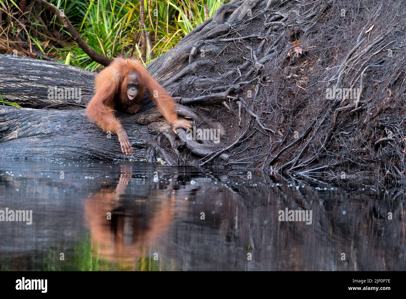 Young Borneo Orangutan (Pongo pygmaeus wurmbi) testing out what water ...
