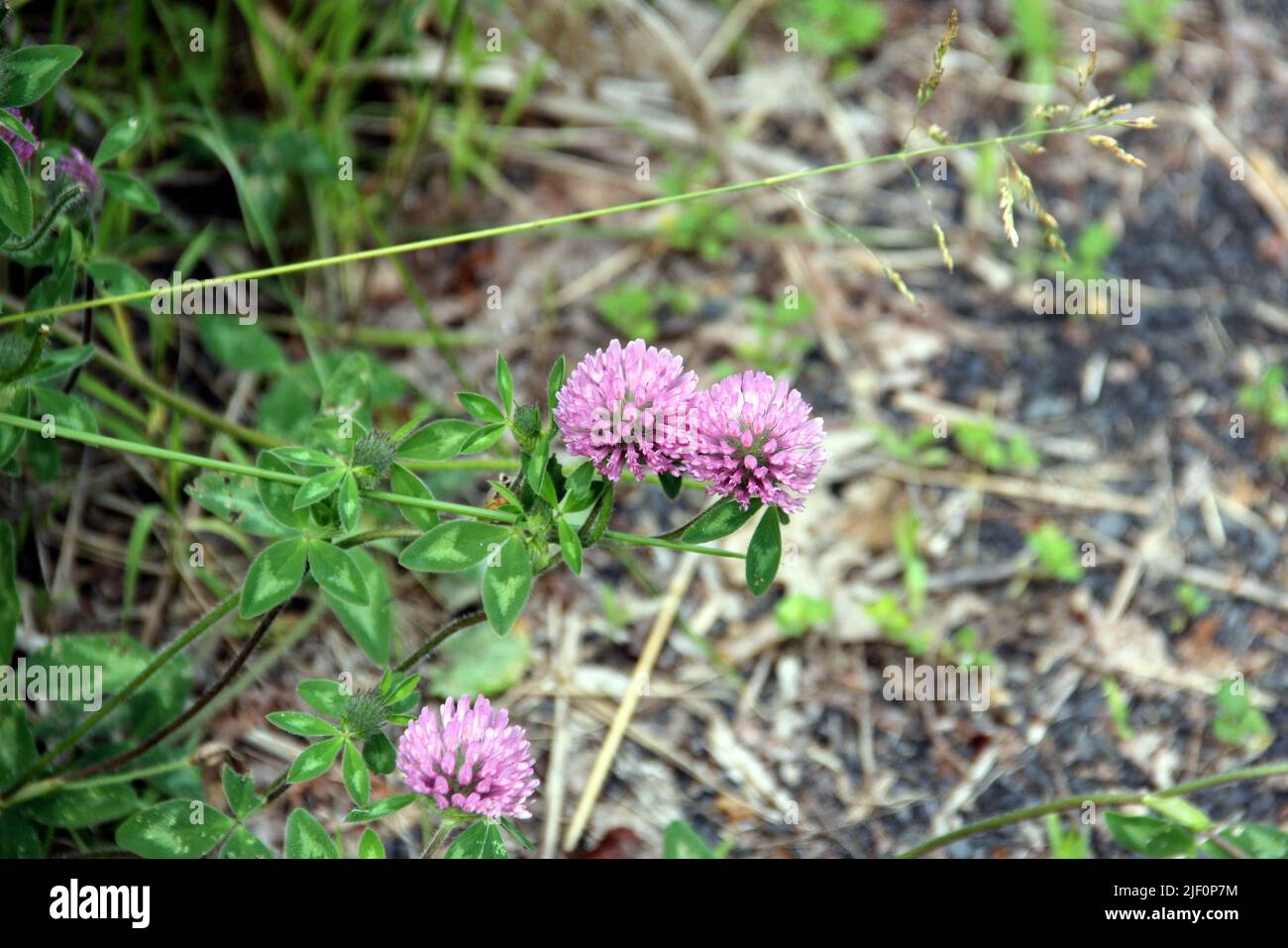 Red clover flower, scientific name Trifolium pratense, wild flowers ...