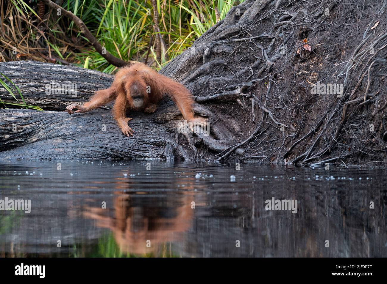 Young Borneo Orangutan (Pongo pygmaeus wurmbi) testing out what water ...