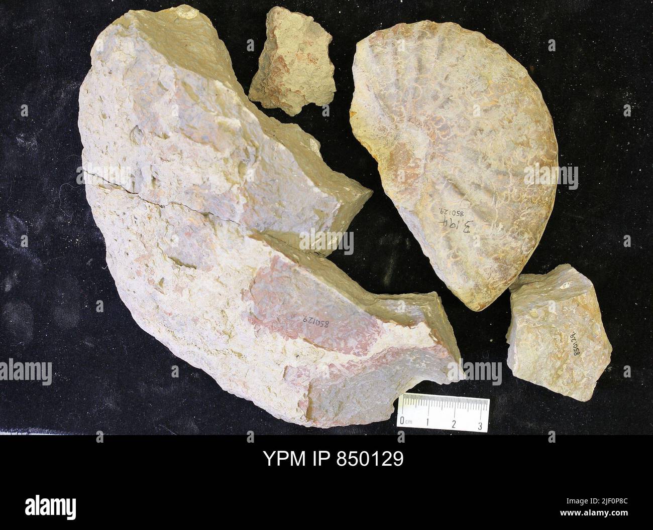 Mollusca ammonoidea hi-res stock photography and images - Alamy