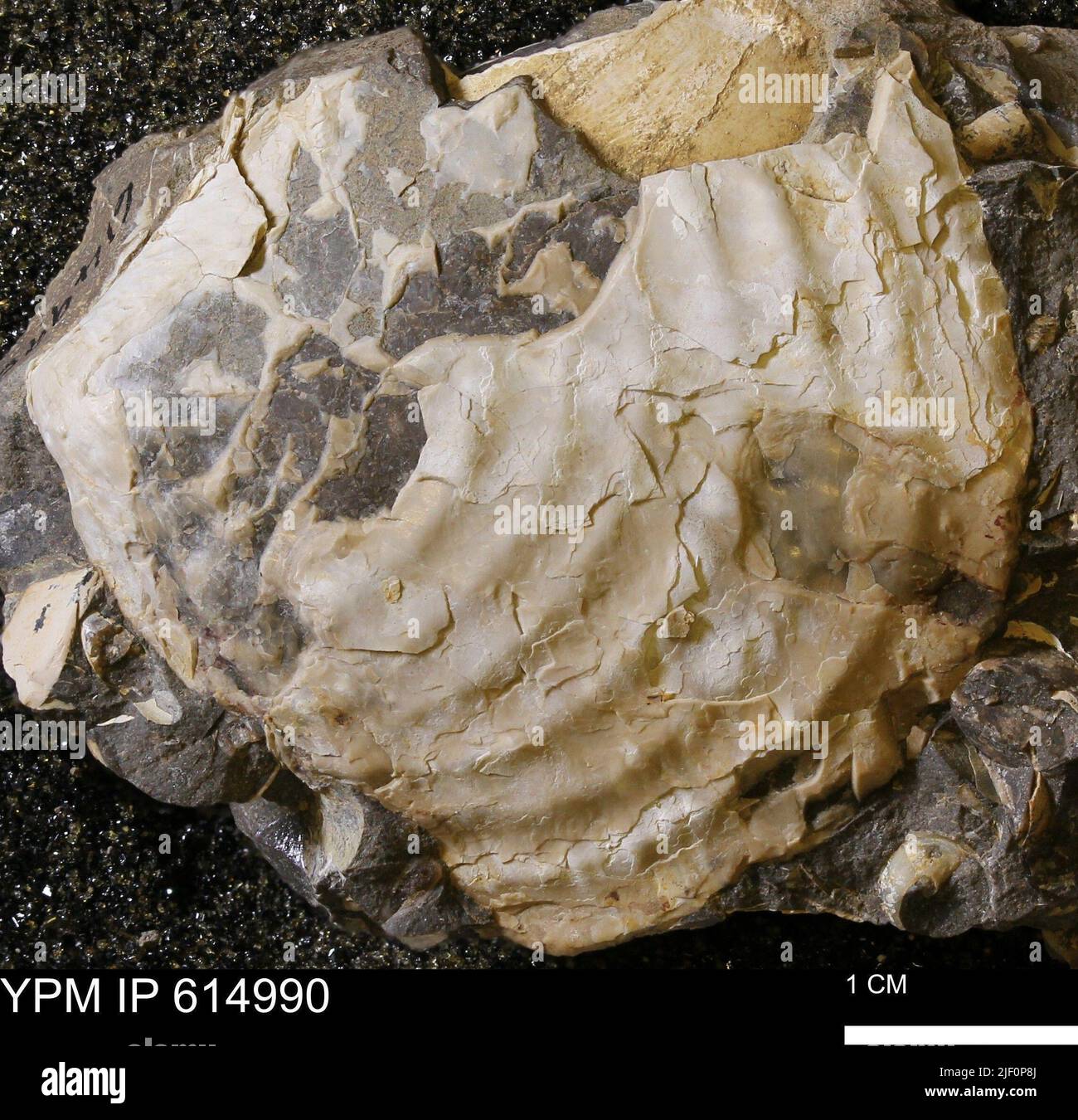 Inoceramus sp animalia hi-res stock photography and images - Alamy