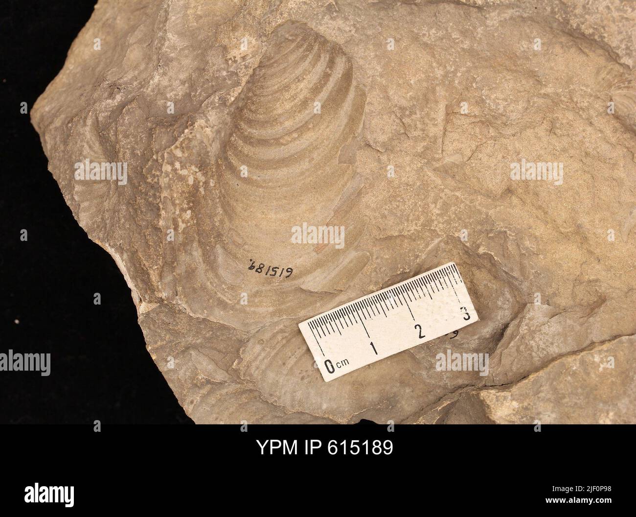 Inoceramus labiatus hi-res stock photography and images - Alamy