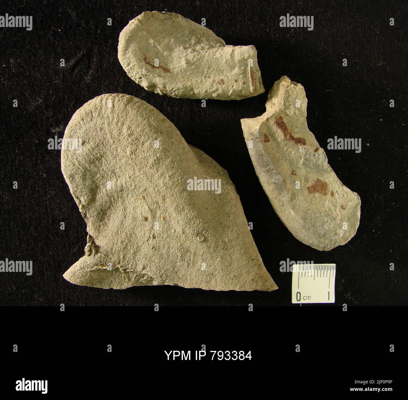 Rhizocorallium sp ichnofossil hi-res stock photography and images - Alamy