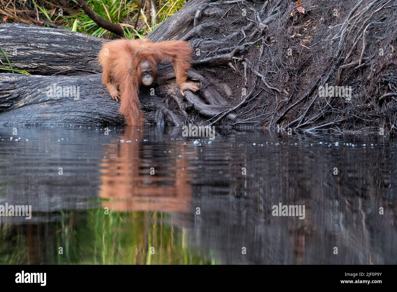 Young Borneo Orangutan (Pongo pygmaeus wurmbi) testing out what water ...
