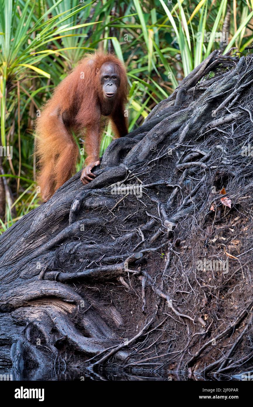 Young Borneo Orangutan (Pongo pygmaeus wurmbi) in a wetland landscape ...