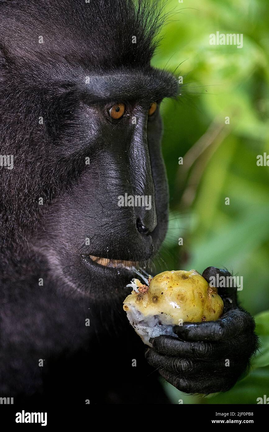 Crested Black Macaque (Macaca nigra) feeding. Tangkoko Reserve ...