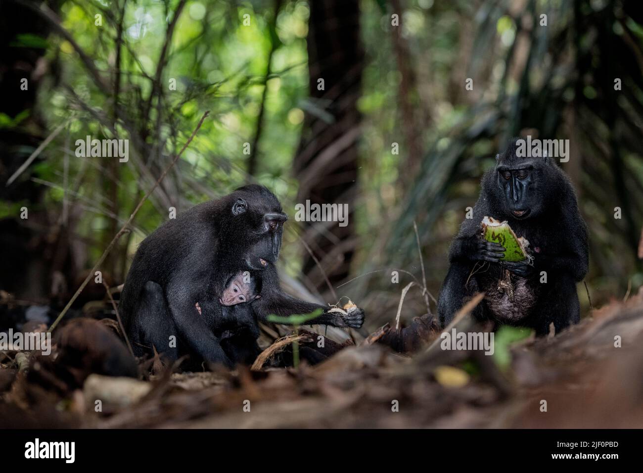 Crested Black macaques (Macaca nigra) feeding from fruits and seeds on ...