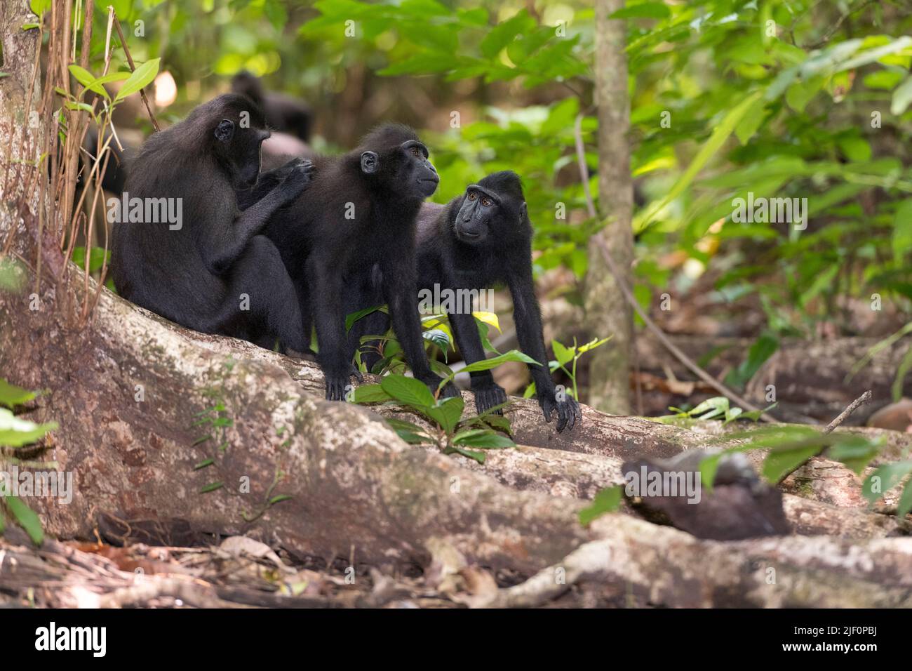 Crested Black Macaques (Macaca nigra) in Tangkoko Nature Reserve ...