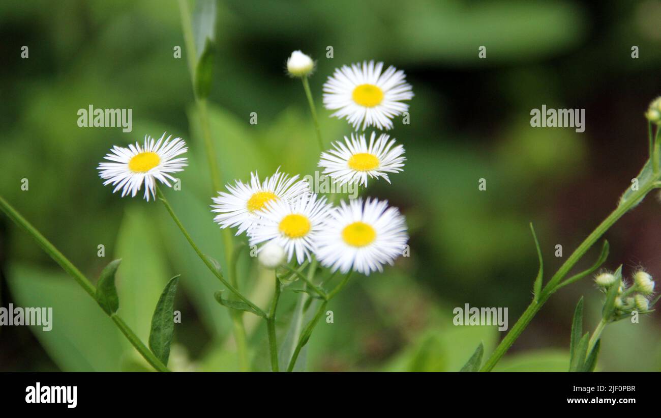 Eastern daisy fleabane, scientific name Erigeron annuus, wild flowers ...