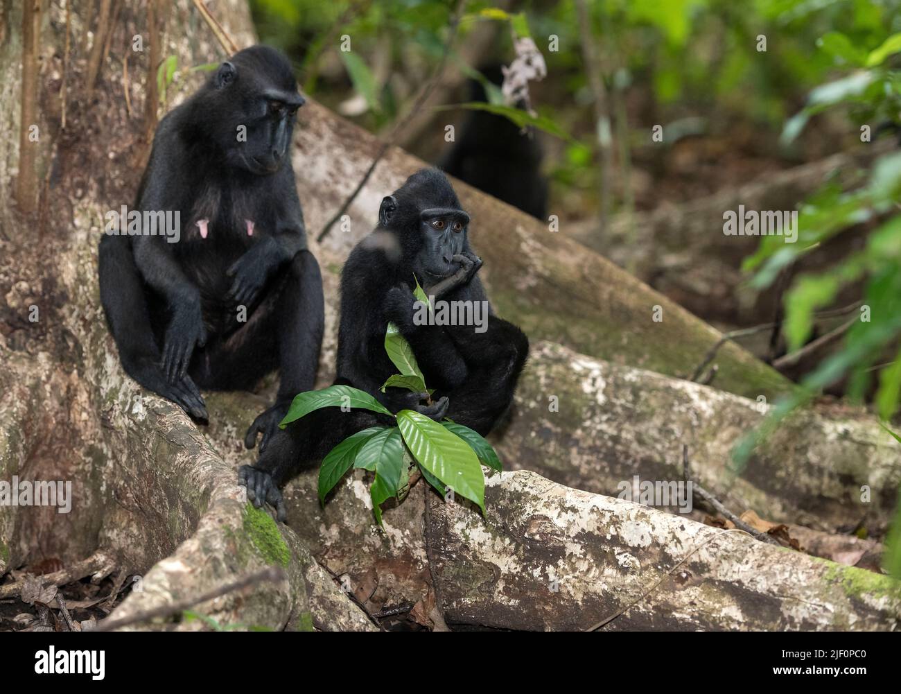Crested Black Macaques (Macaca nigra) in Tangkoko Nature Reserve ...
