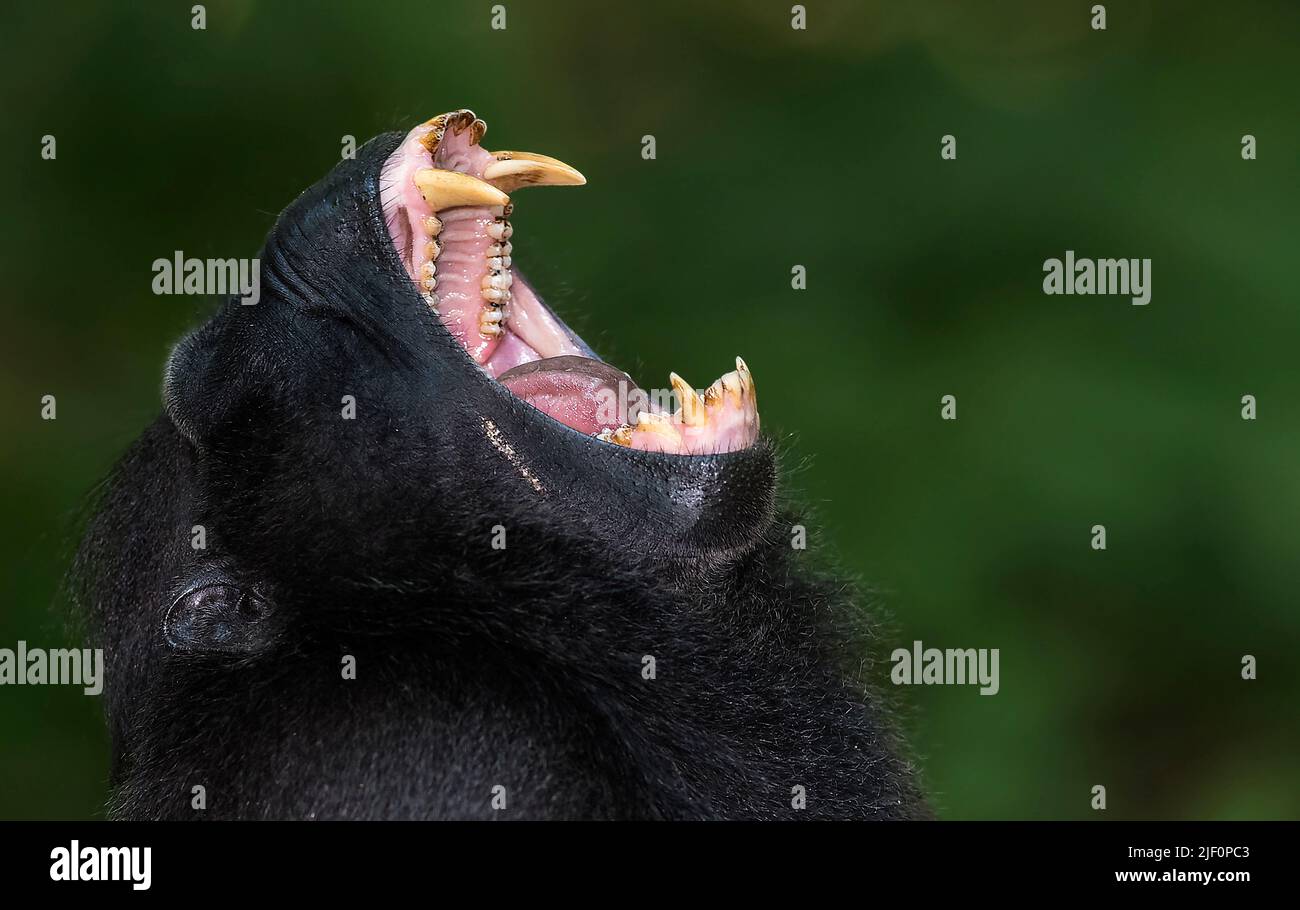 The mouth and teeth of the critically endangered Crested Black Macaque ...
