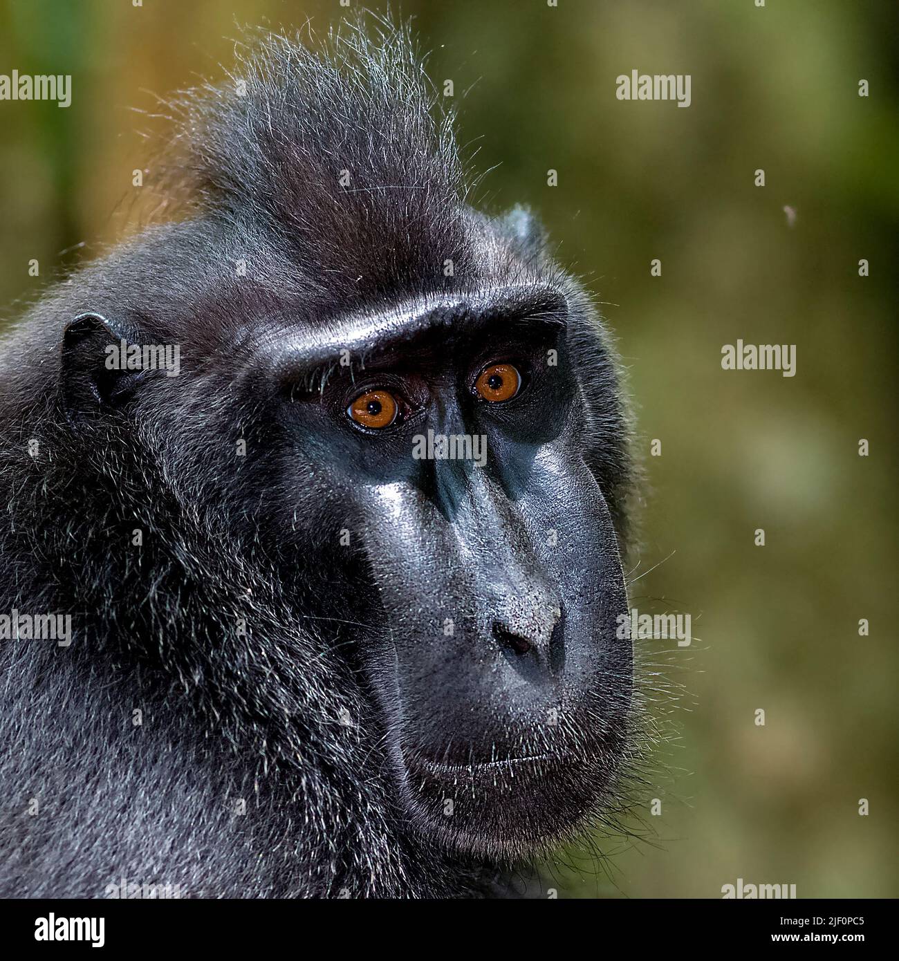 Close up of the Crested Black Macaques (Macaca nigra) in Tangkoko ...