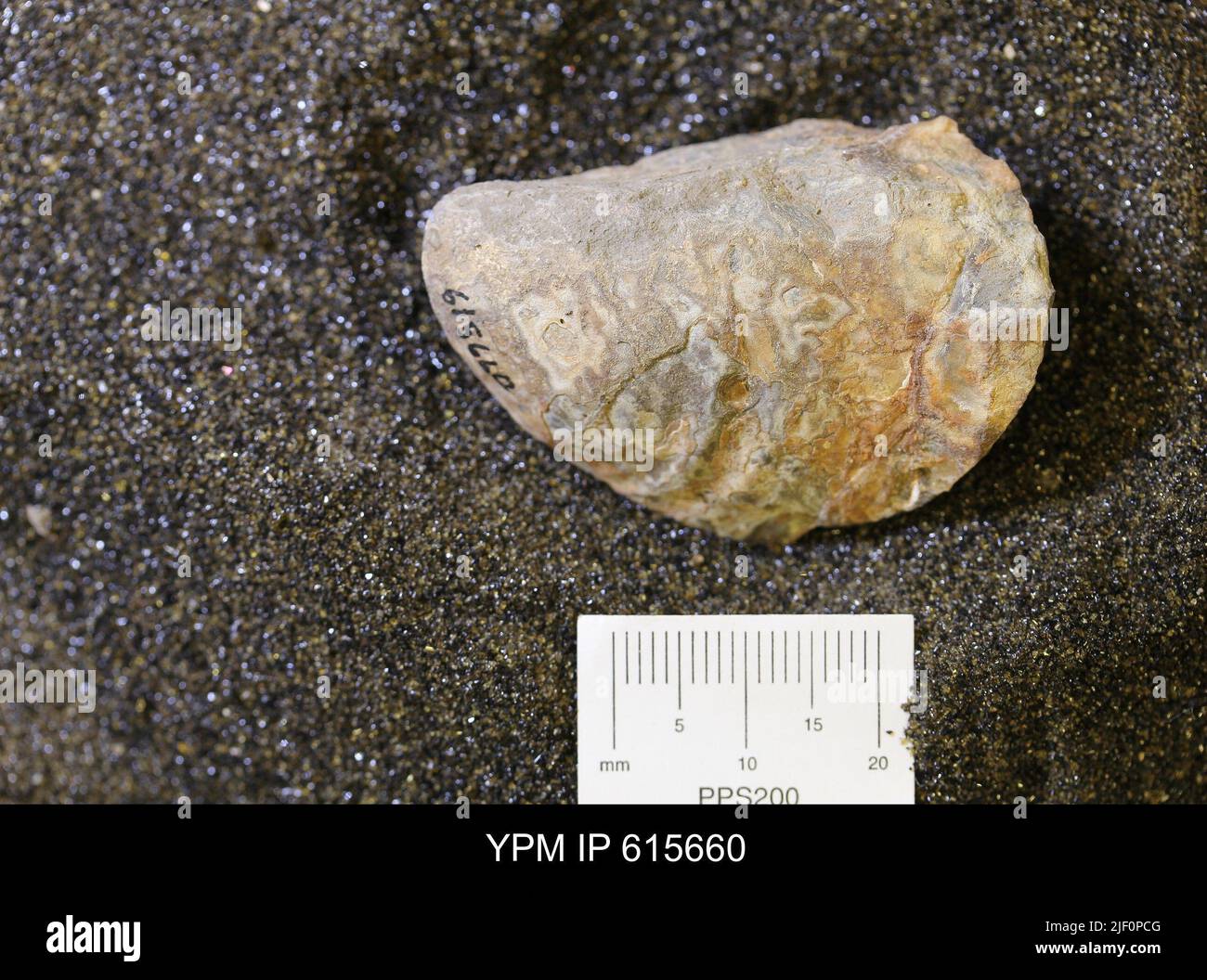 Undet bivalvia animalia hi-res stock photography and images - Alamy