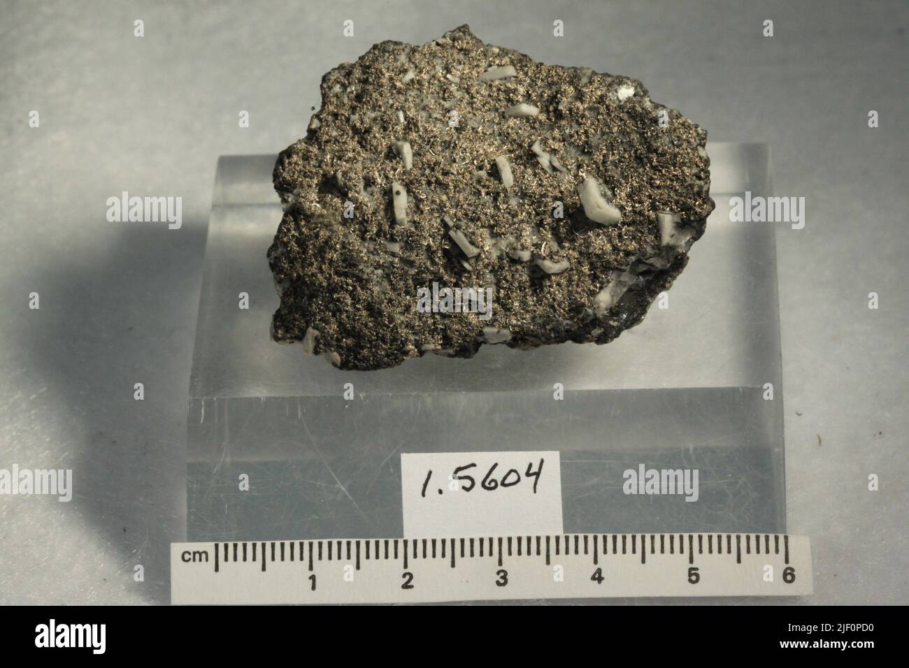 Pachyderma hi-res stock photography and images - Alamy