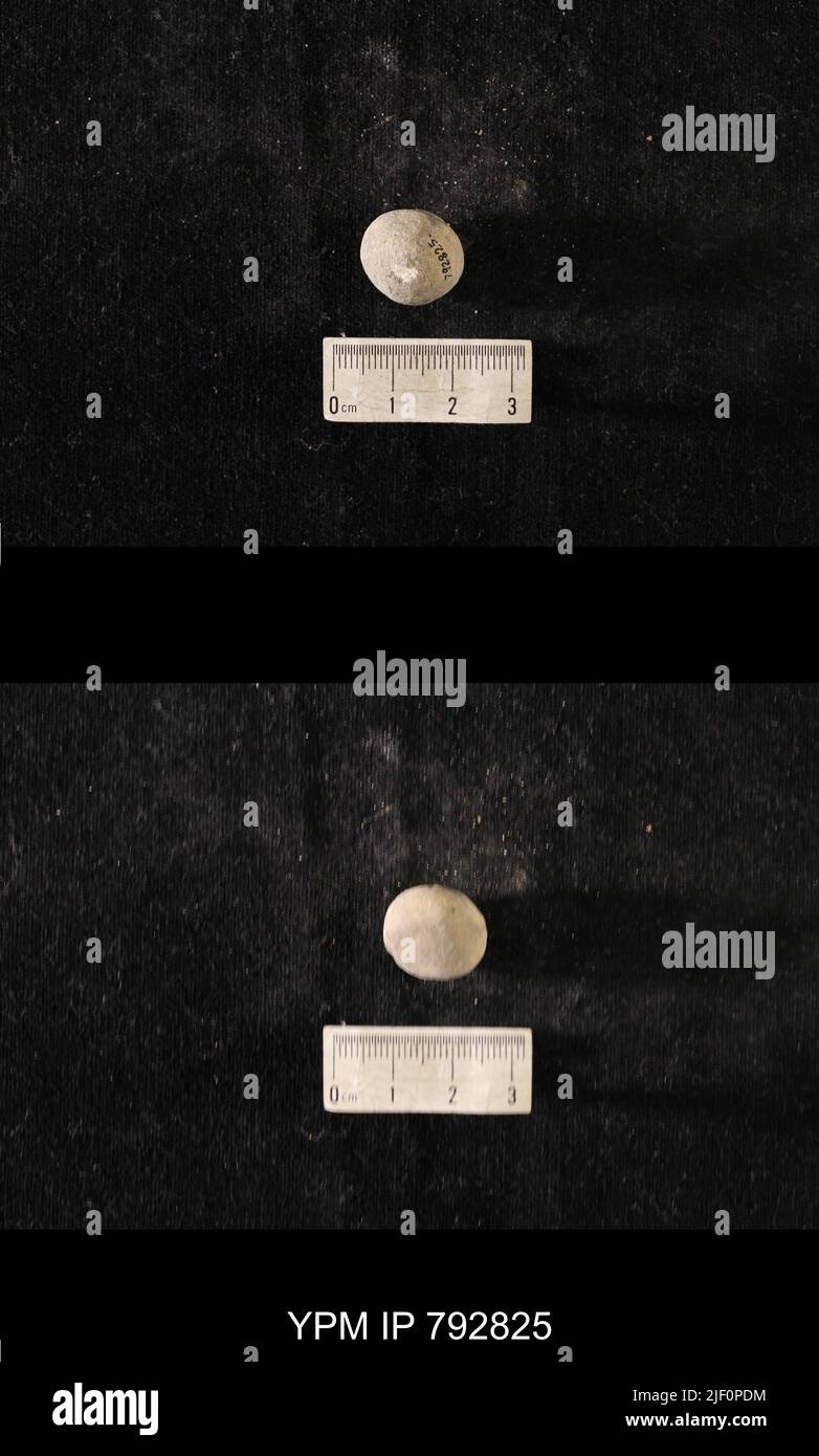 Animal biology zoology forms hi-res stock photography and images - Alamy