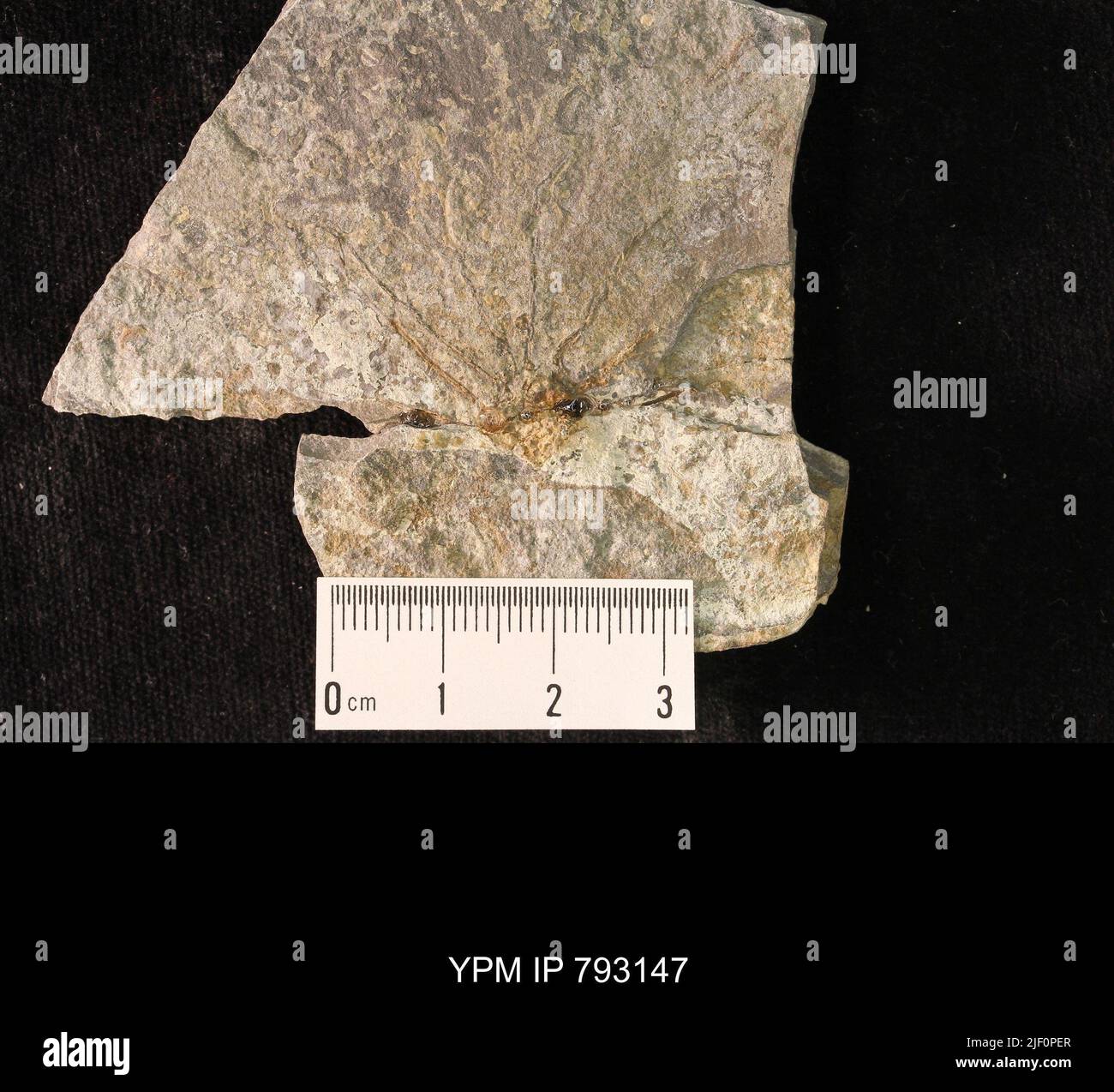 Gogia sp animalia hi-res stock photography and images - Alamy