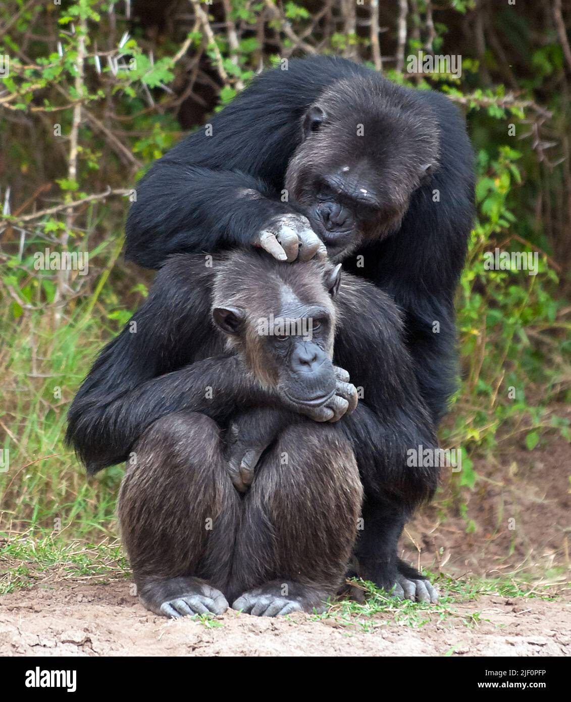 Common Chimpanzee (Pan troglodytes) in Ol Pejeta Conservancy, Kenya ...