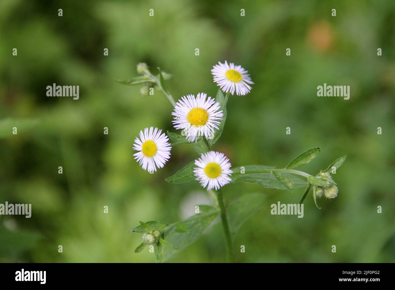 Eastern Daisy Fleabane