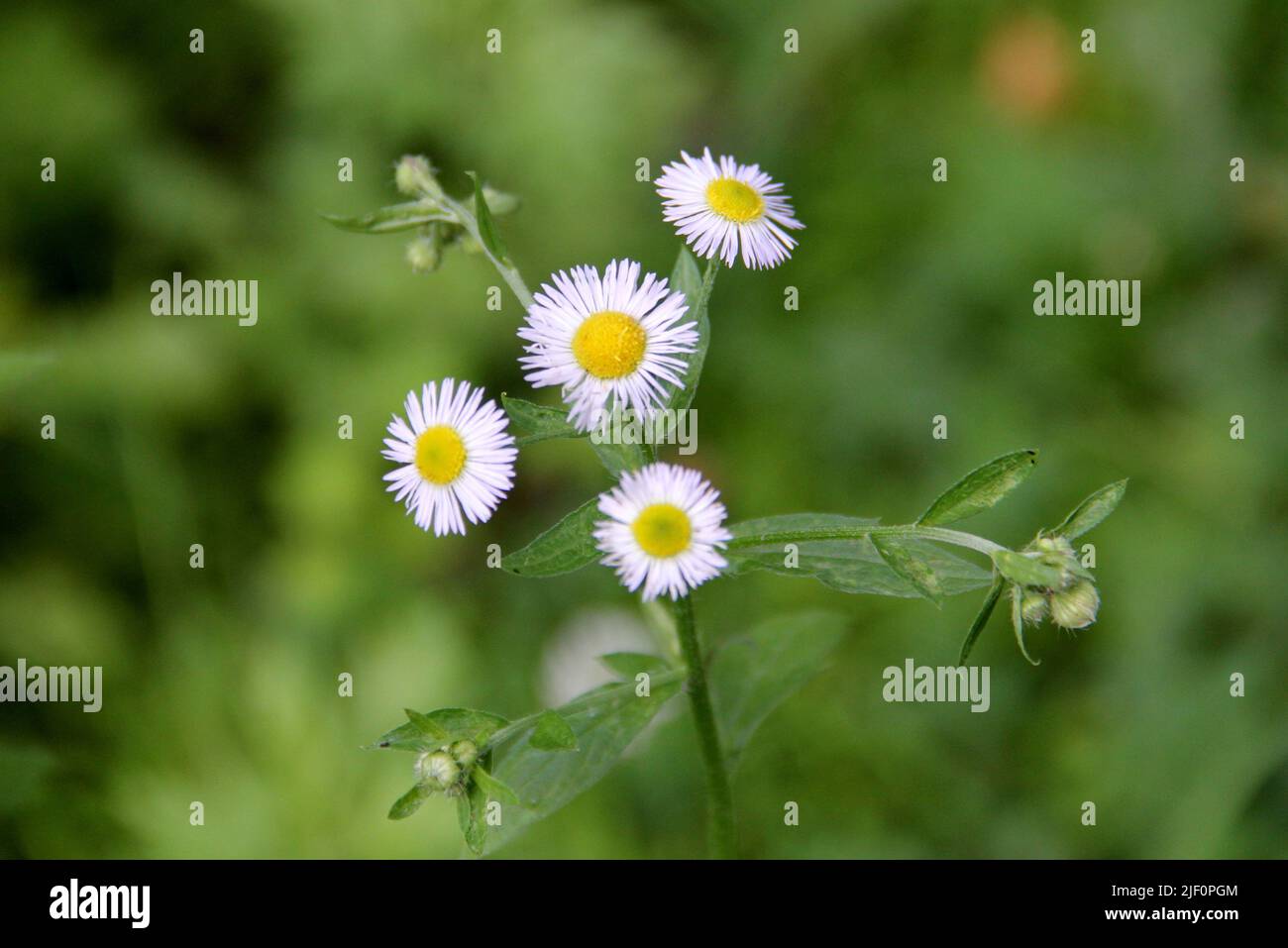 Eastern Daisy Fleabane, aka Annual Fleabane, scientific name Erigeron ...