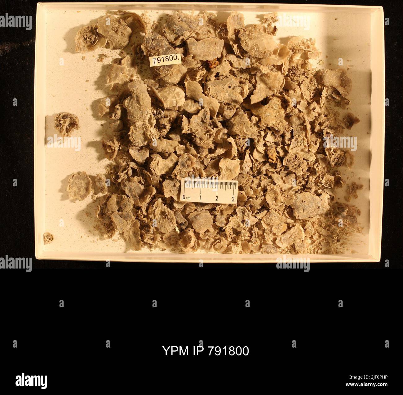 Shell fragments hi-res stock photography and images - Alamy