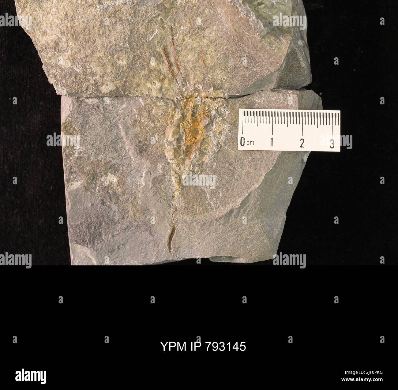 Gogia sp animalia hi-res stock photography and images - Alamy