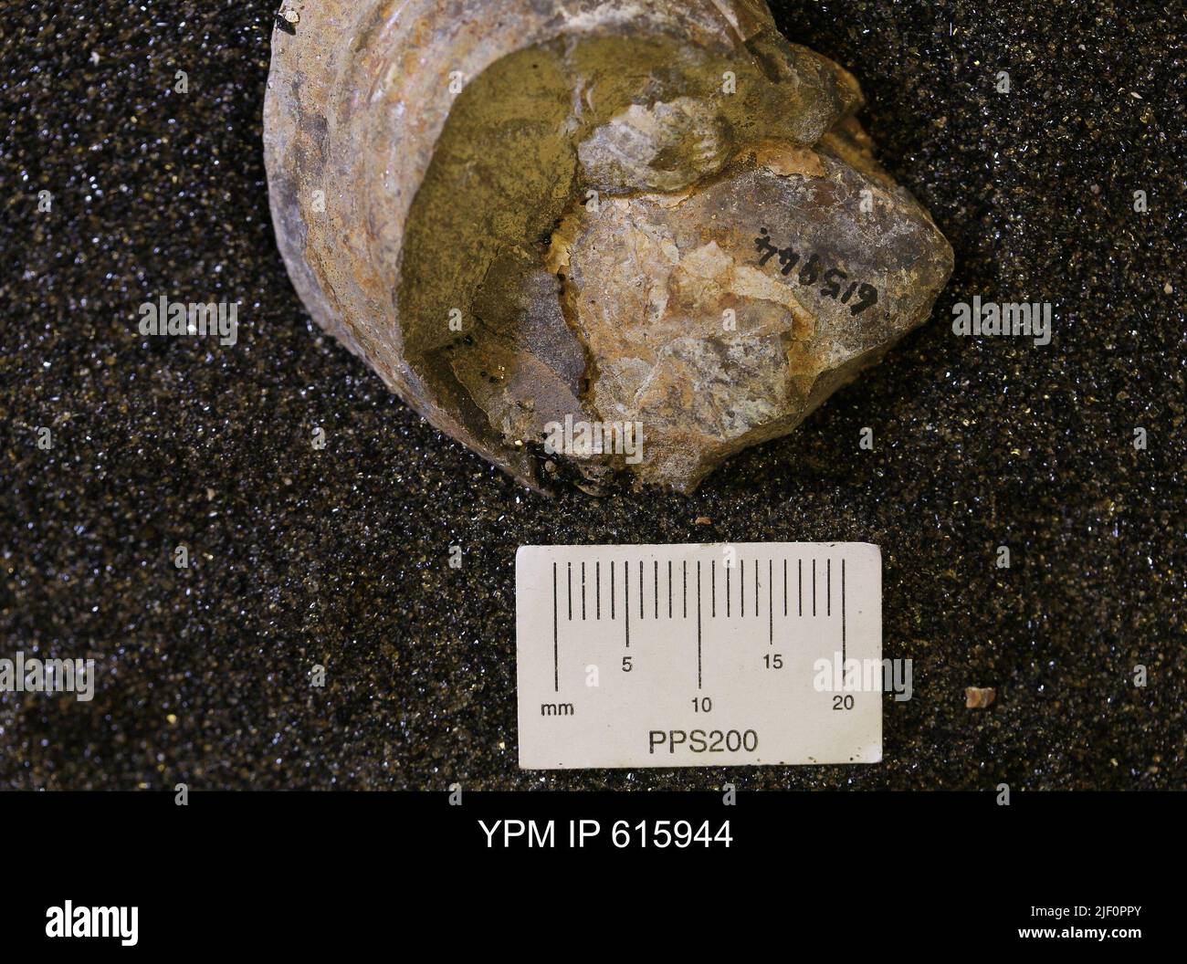 Inoceramus sp animalia hi-res stock photography and images - Alamy