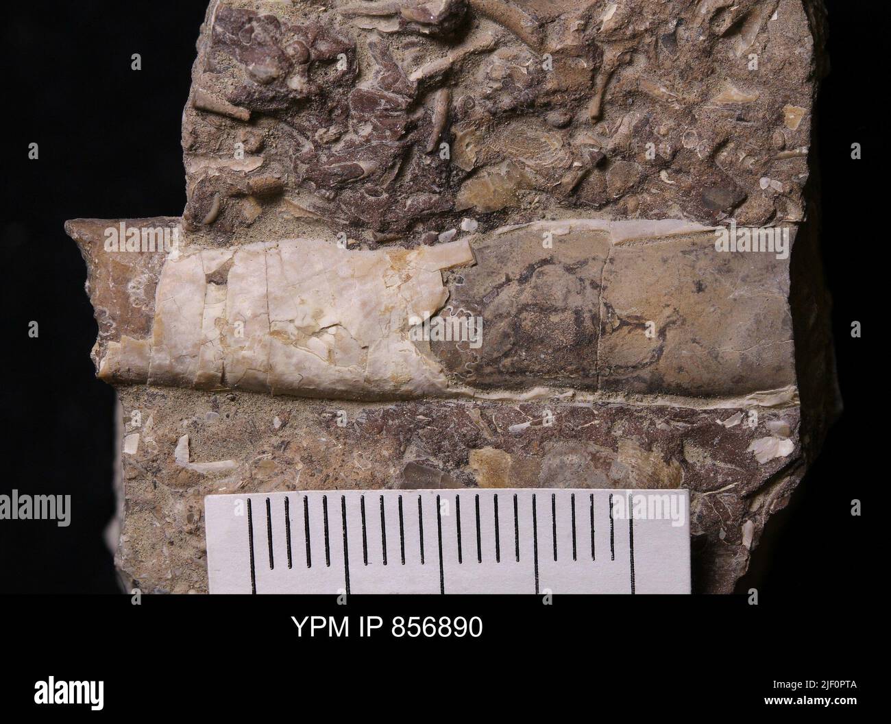 Baculites sp animalia hi-res stock photography and images - Alamy