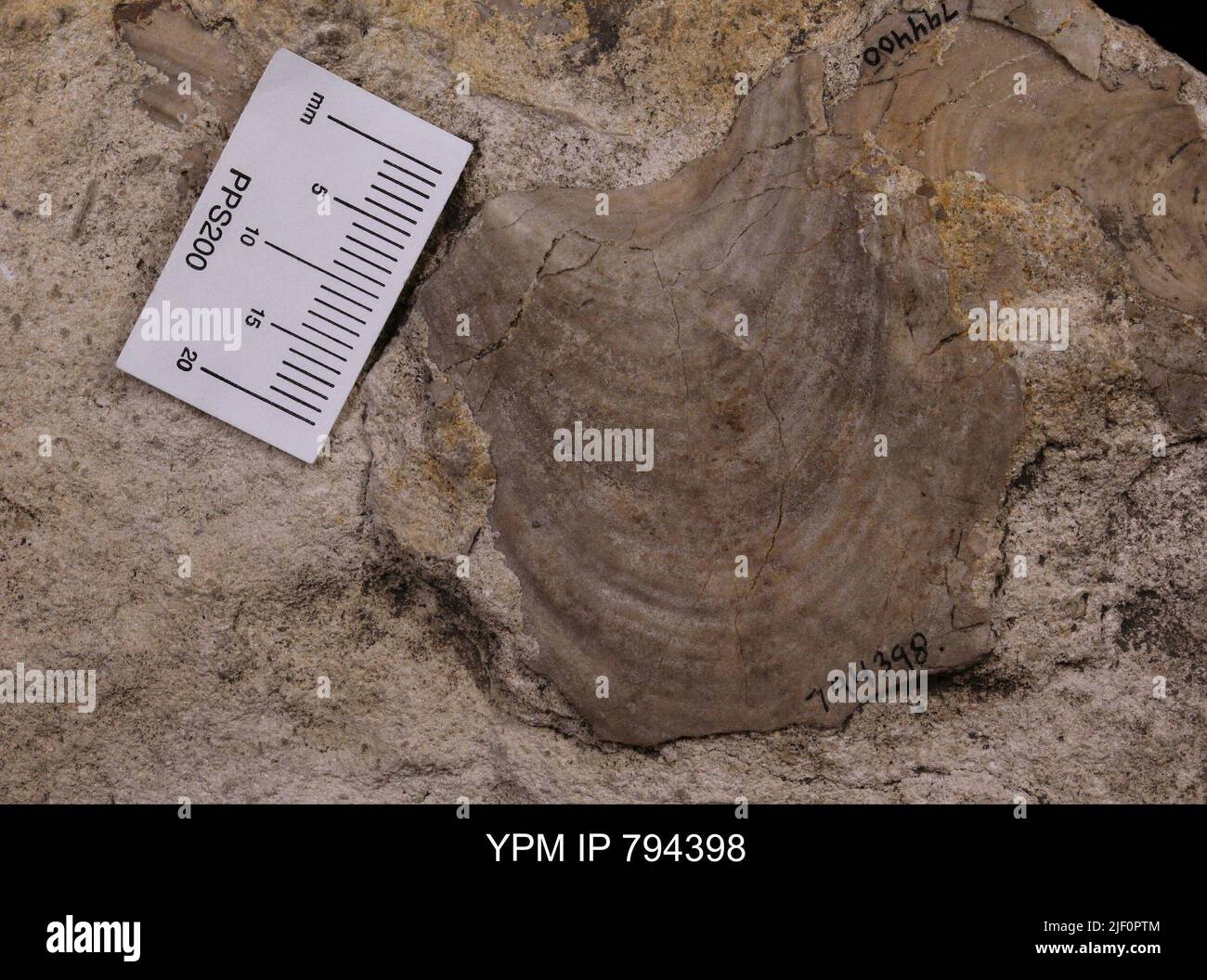 Inoceramus labiatus hi-res stock photography and images - Alamy