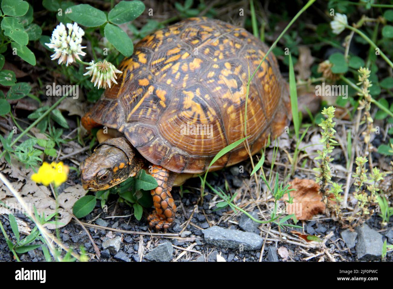 Eastern box turtle, aka land turtle, in the grass, seen in Latourette ...