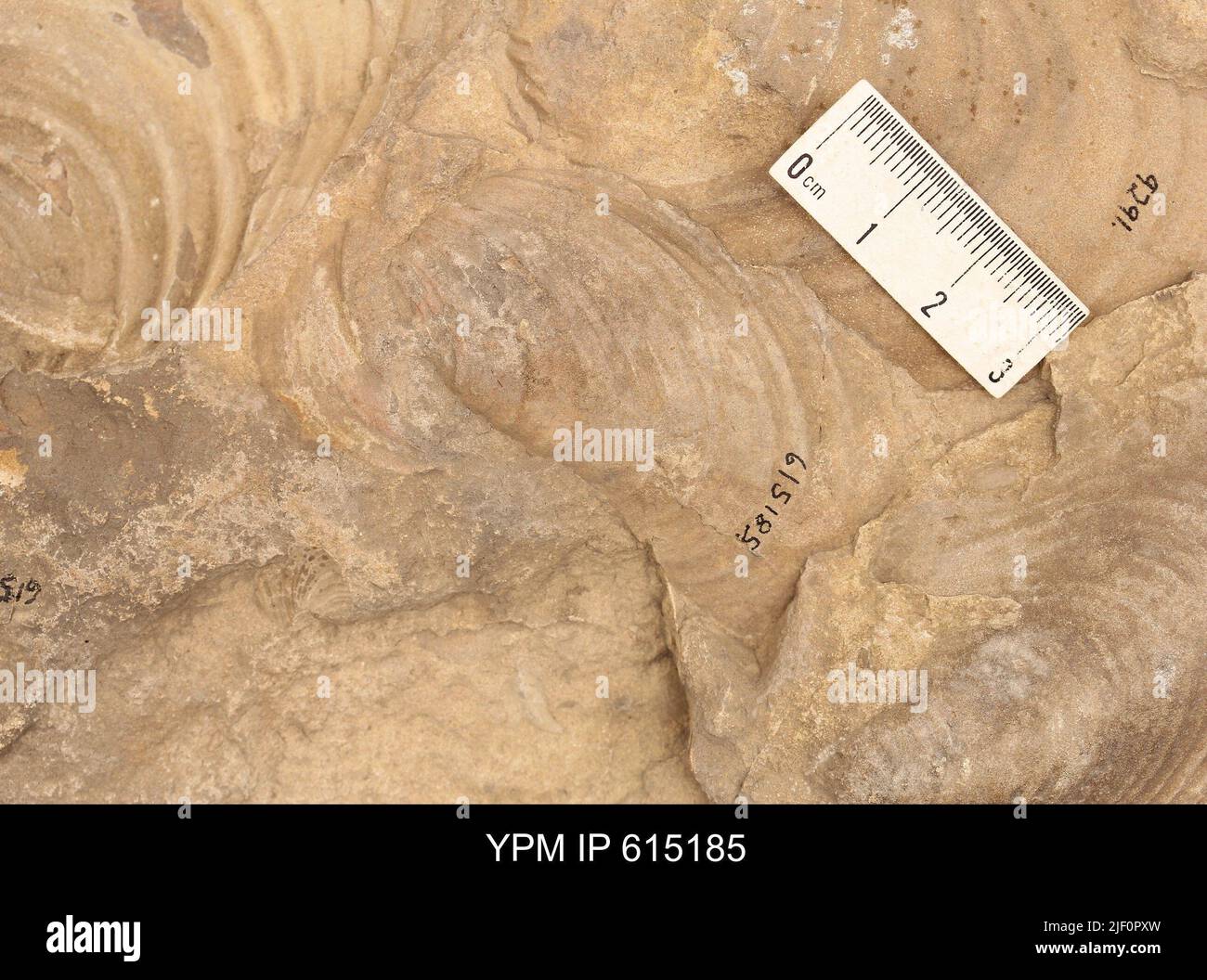 Inoceramus labiatus hi-res stock photography and images - Alamy