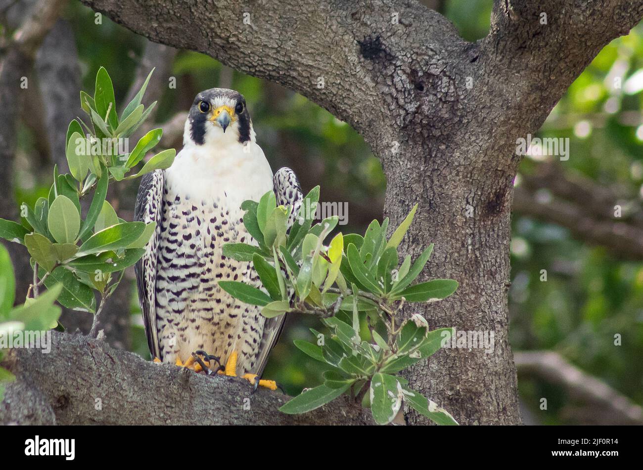 Peregrine falcon with yellow beak standing in a mangrove tree on a ...