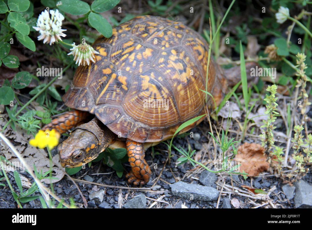 Land Turtle Usa Cart at Rudolph Miller blog