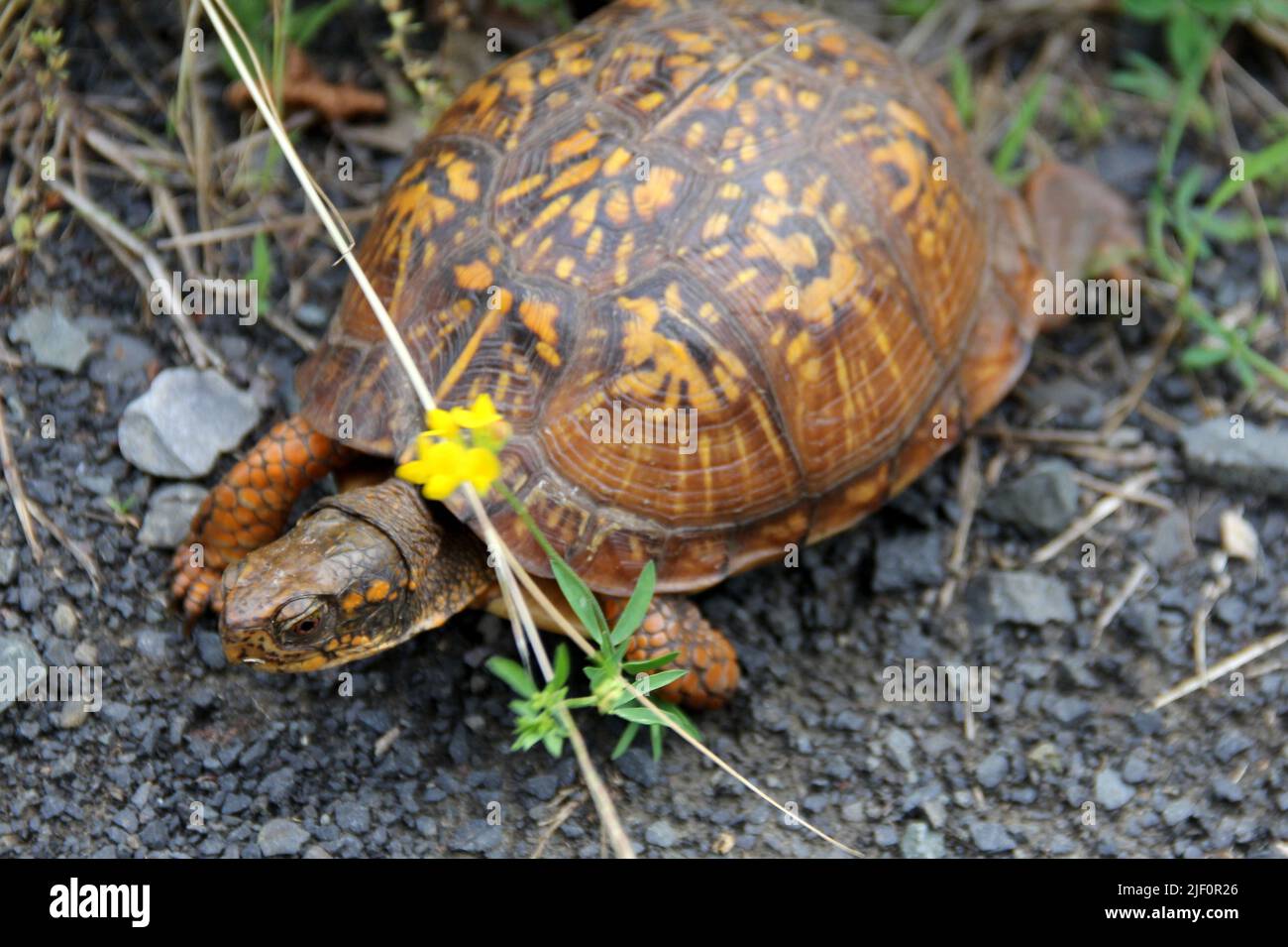 Eastern box turtle shell pattern hi-res stock photography and images ...