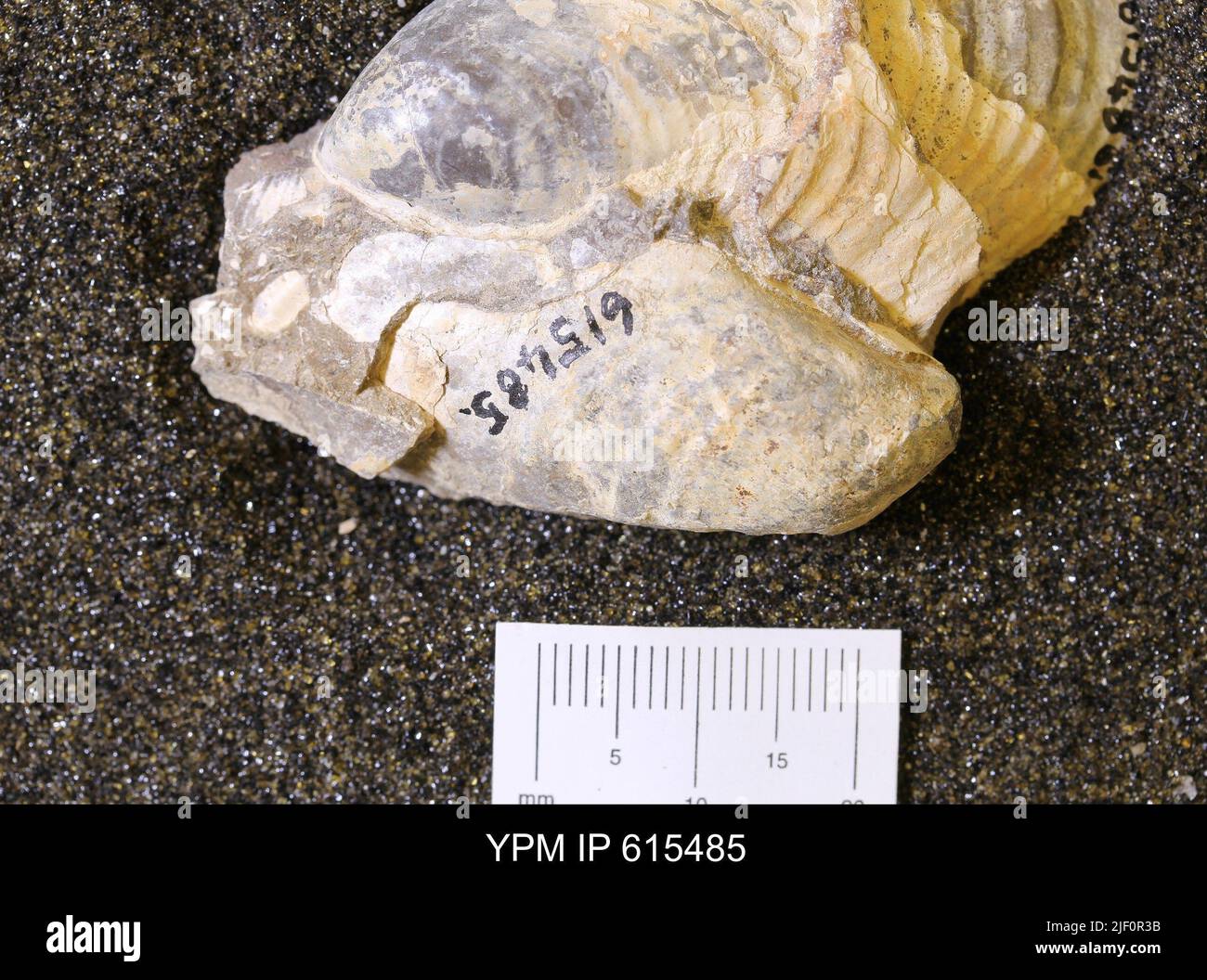 Inoceramus sp animalia hi-res stock photography and images - Alamy