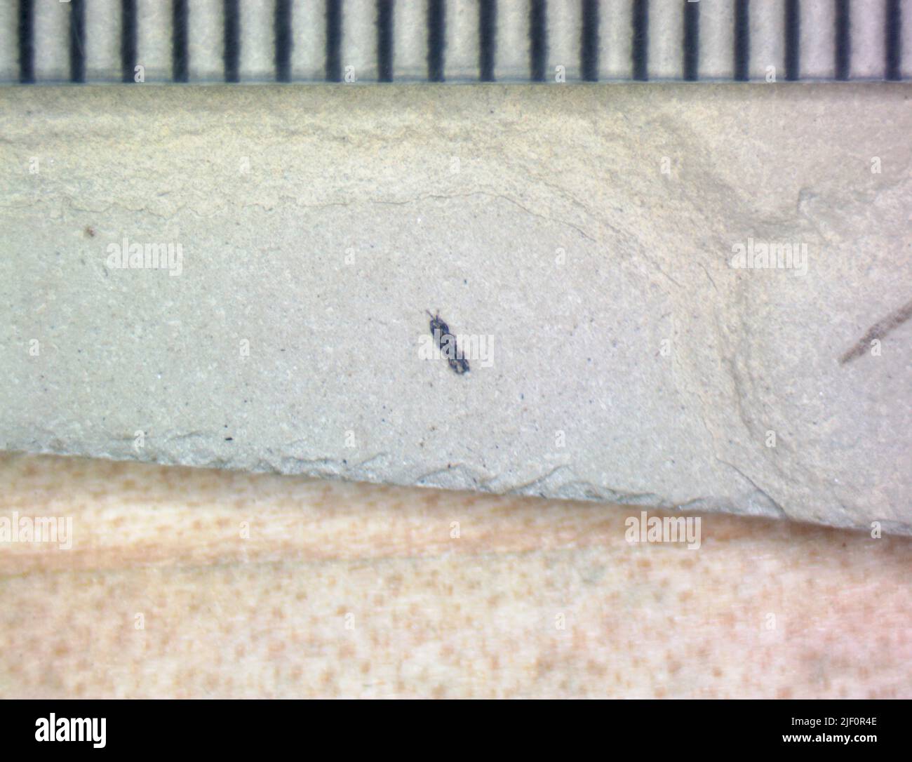 Formicidae animalia hi-res stock photography and images - Alamy