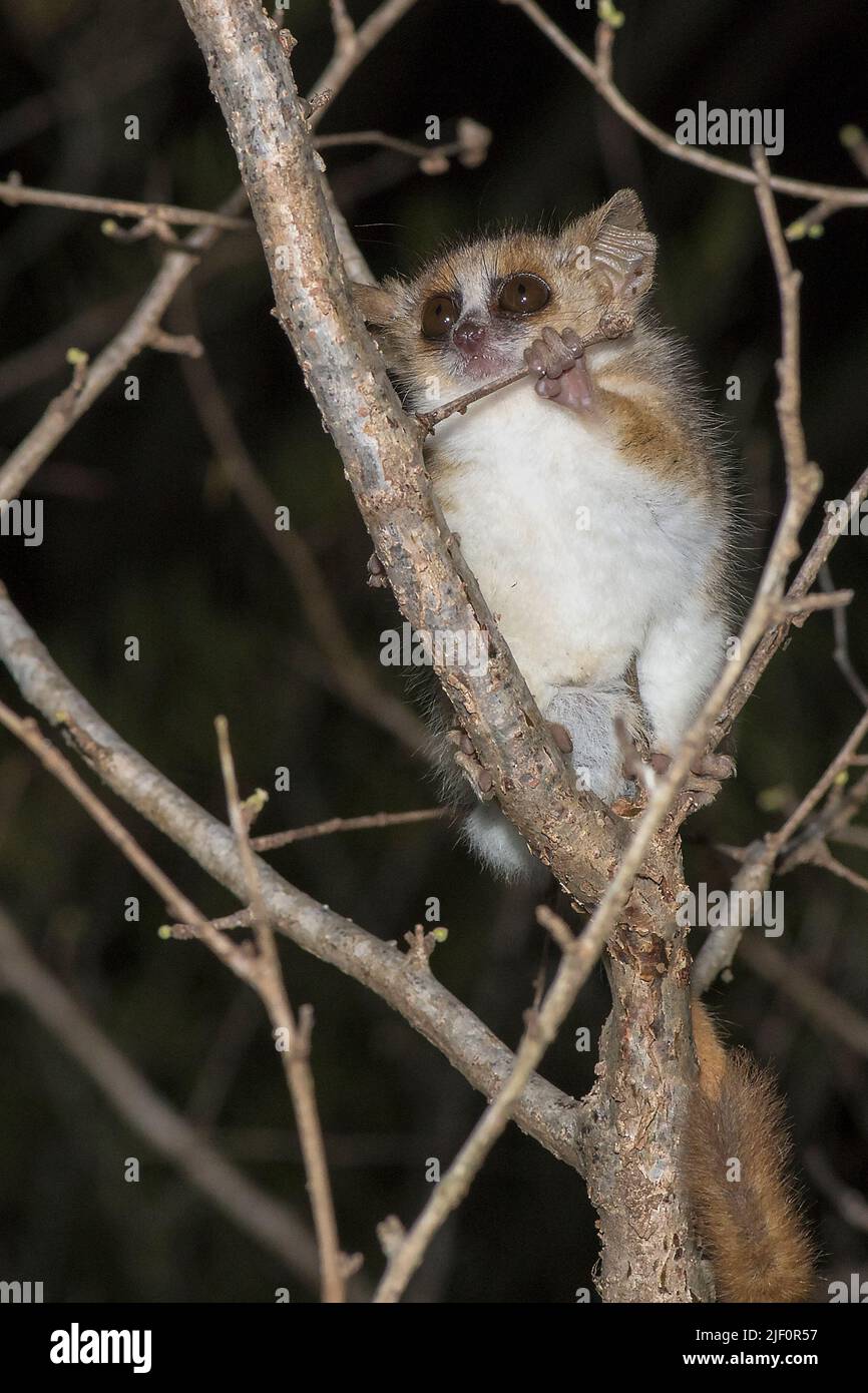 Gray mouse lemur hi-res stock photography and images - Alamy