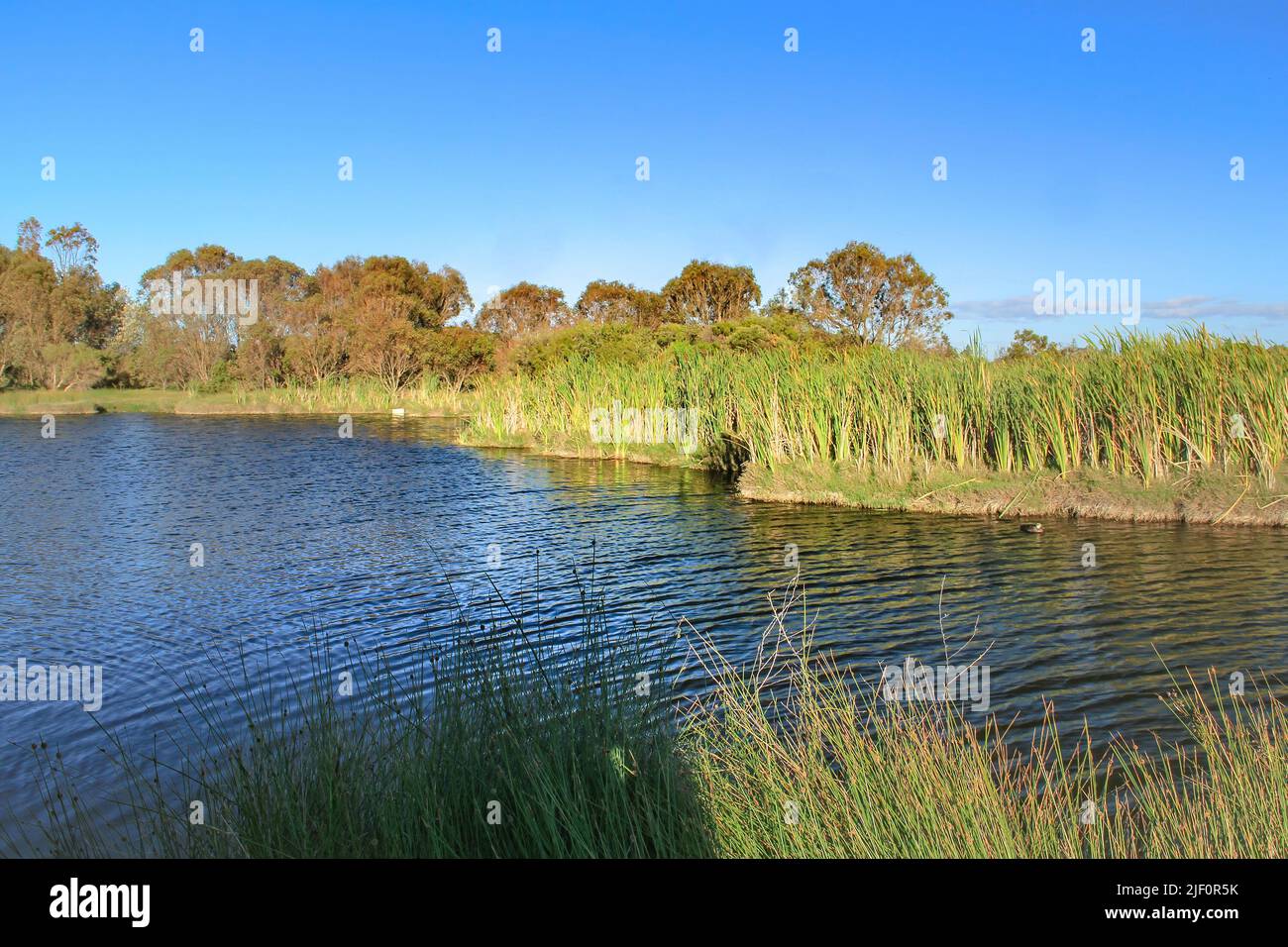 Beautiful calm lake in Bunbury, West Australia Stock Photo - Alamy