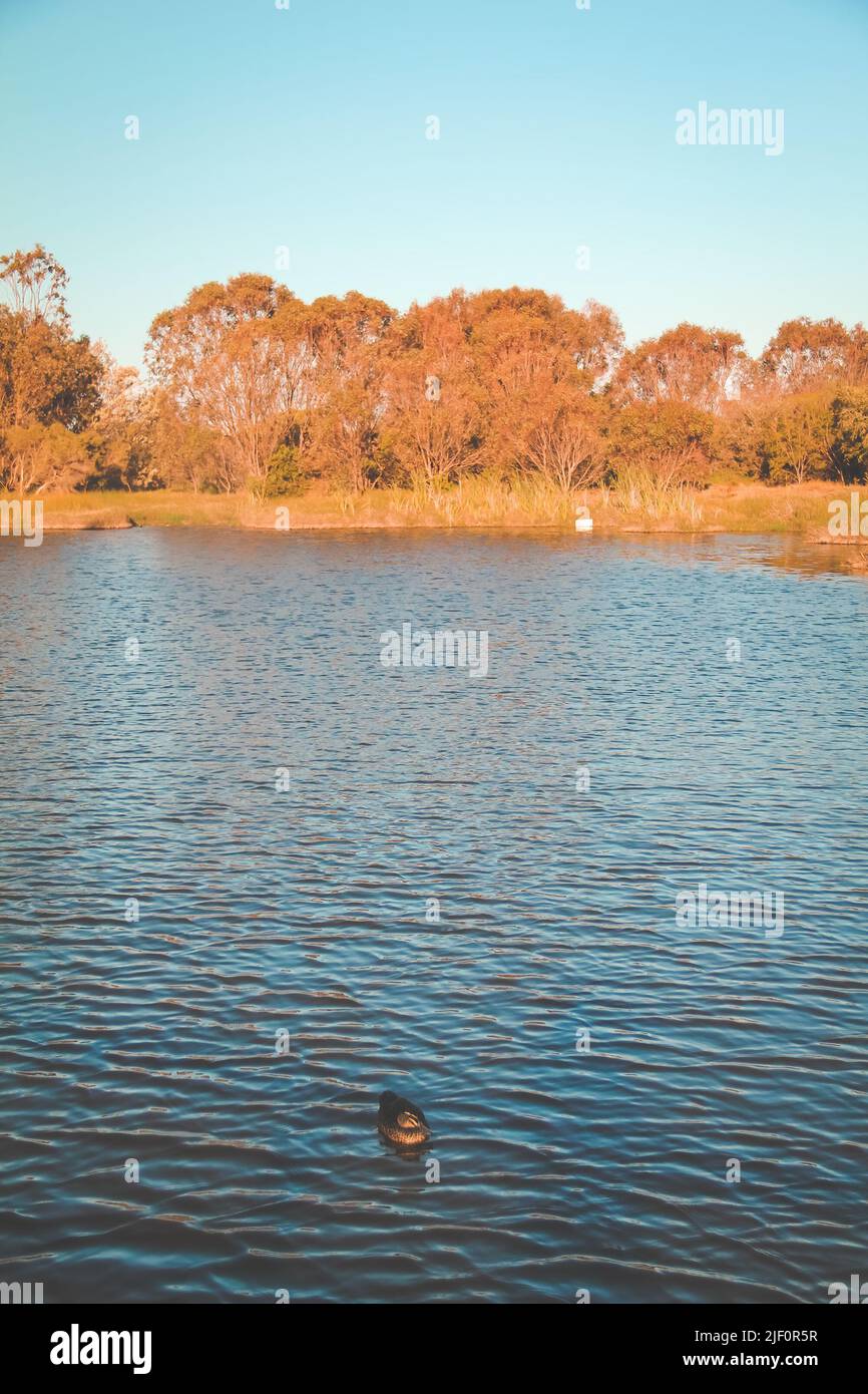 Beautiful calm lake in Bunbury, West Australia Stock Photo - Alamy