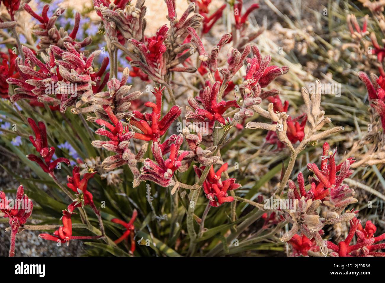Small purple Australian native wild flowers kangaroo paw flowers in the ...