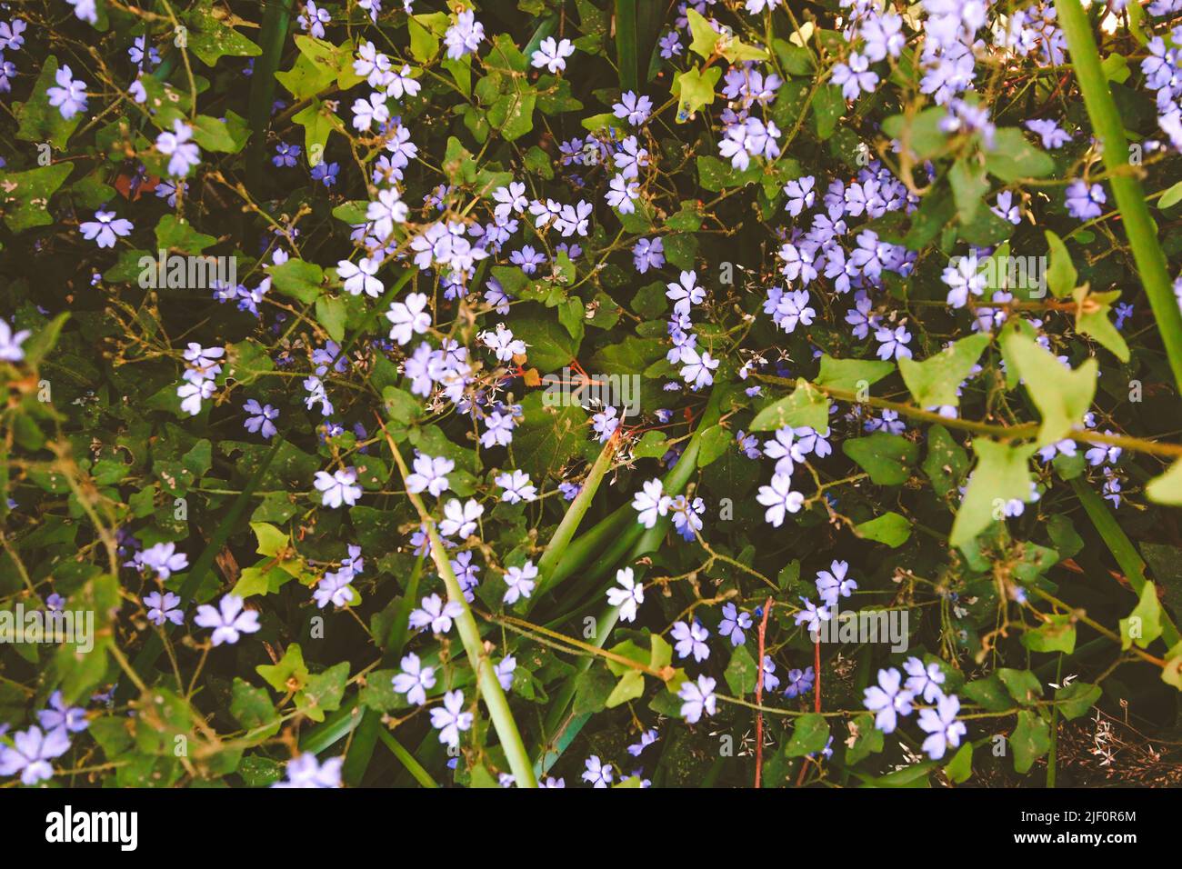 Small purple wild native autralian flowers in the bush Stock Photo - Alamy