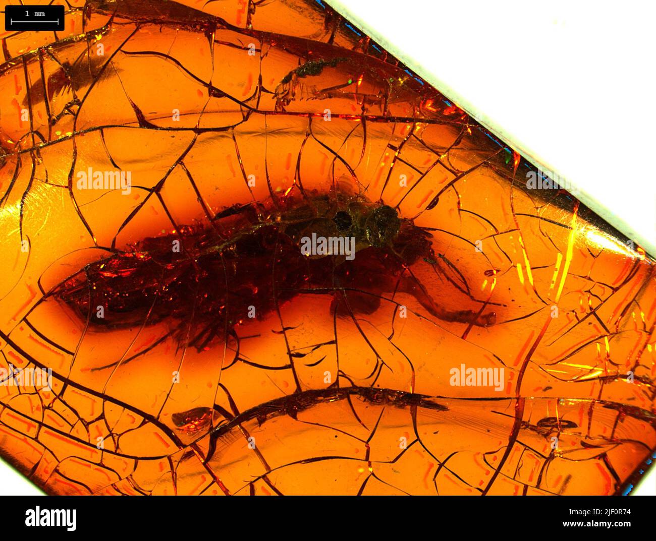 Lepidoptera life stages hi-res stock photography and images - Alamy