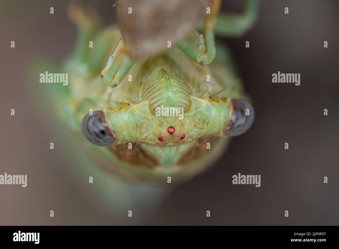 Close up shot of a newly emerged cicadas head, metamorphosis of a ...
